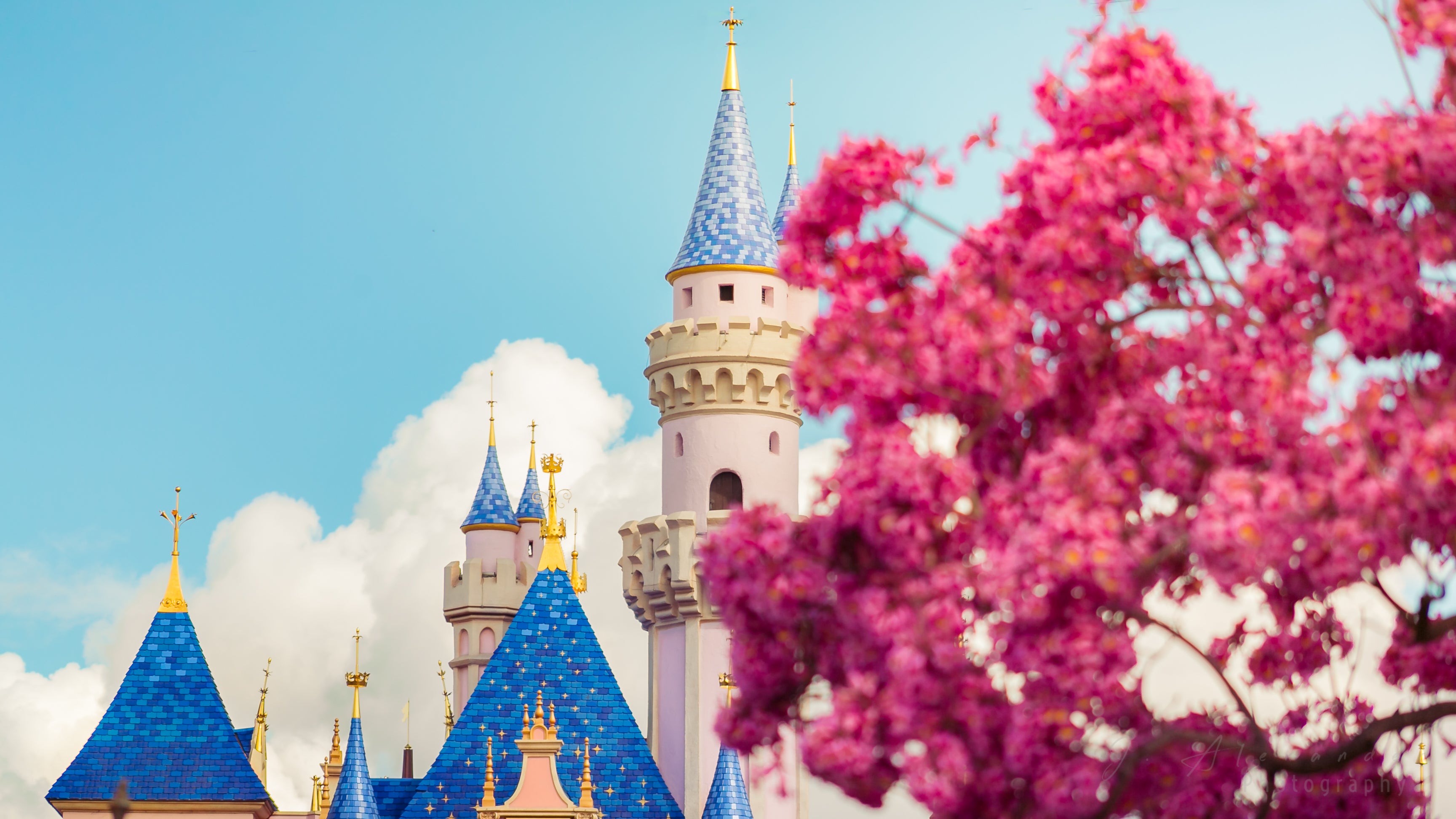 Disney Canvas Prints Here! – Prints by Joseph Alexander Photography